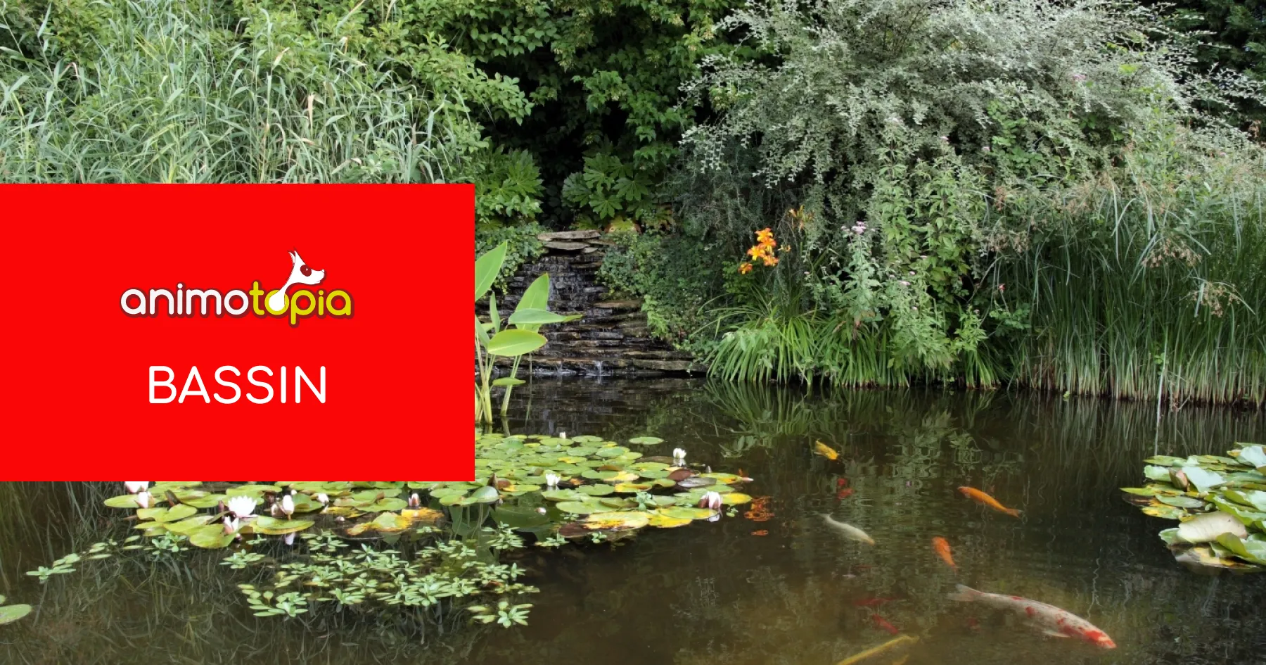 ANIMOTOPIA - La bassin