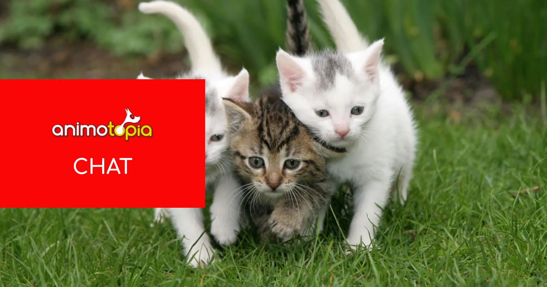 ANIMOTOPIA - Chats