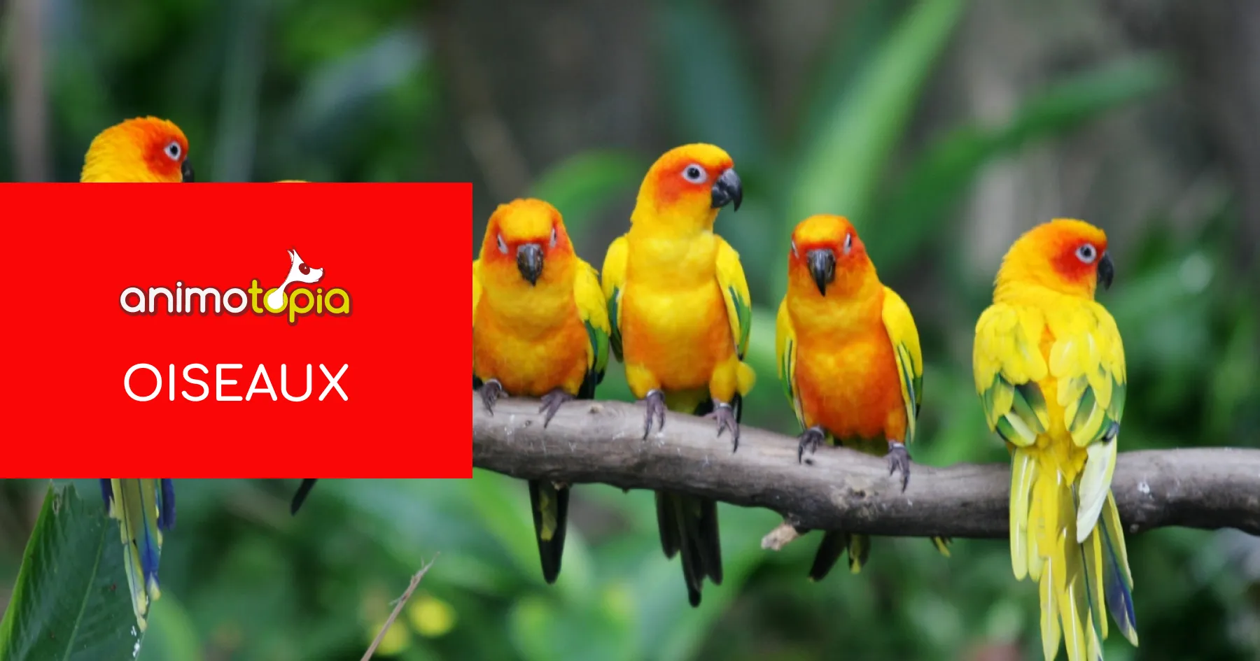ANIMOTOPIA - Oiseaux